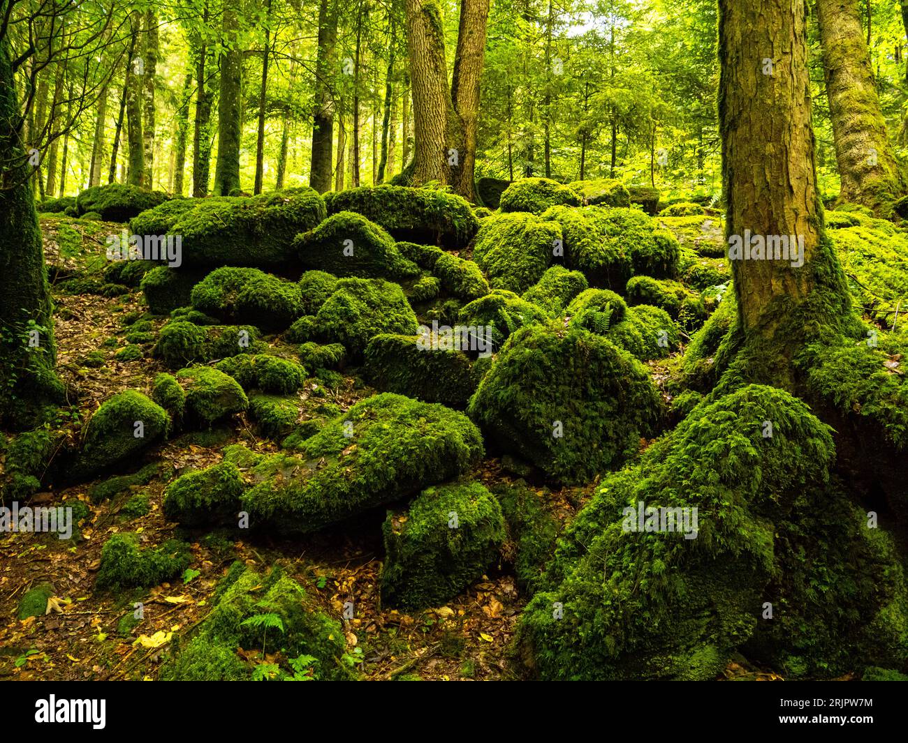 natural forest with beautiful moss covered stones Stock Photo - Alamy
