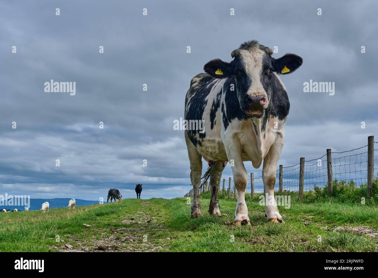 Cow blocking the Kerry Ridgeway, Powys, Wales Stock Photo - Alamy