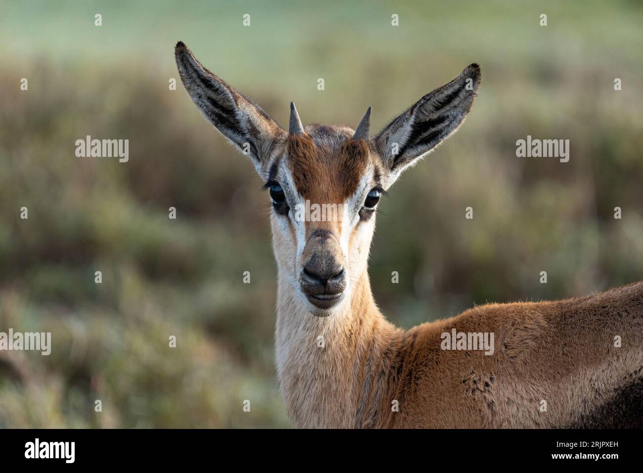 Thompsons gazelle horns hi-res stock photography and images - Alamy