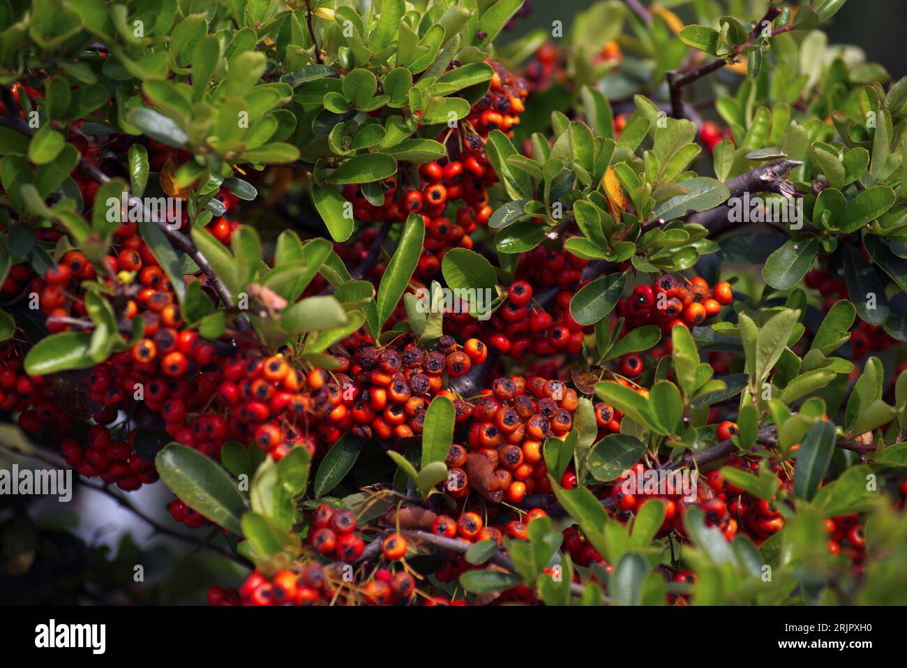 close-up of the fruits Stock Photo - Alamy