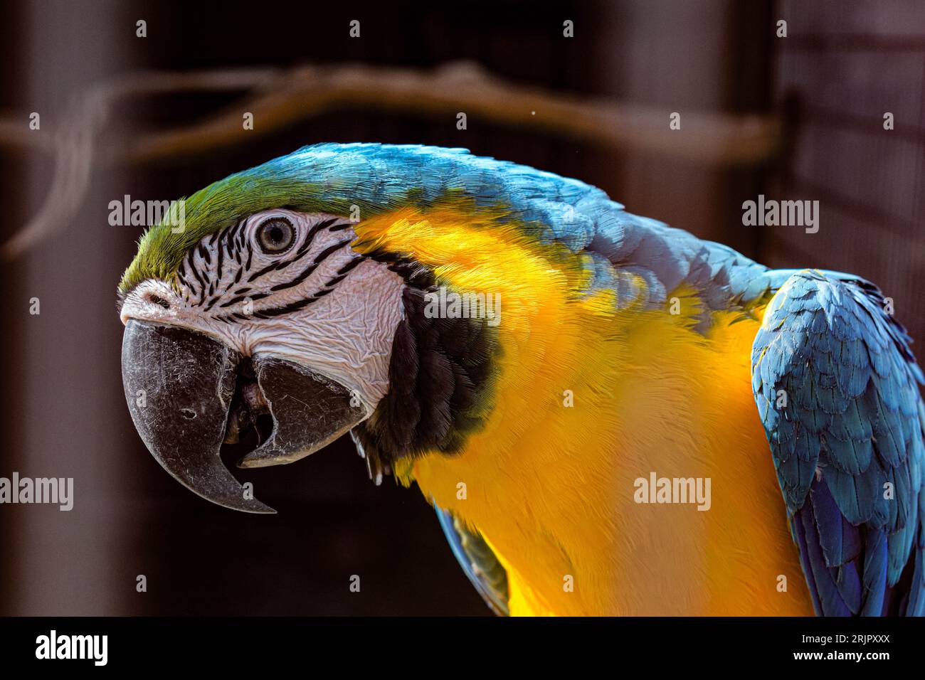 A vibrant blue-and-yellow macaw perched near its aviary enclosure in a ...