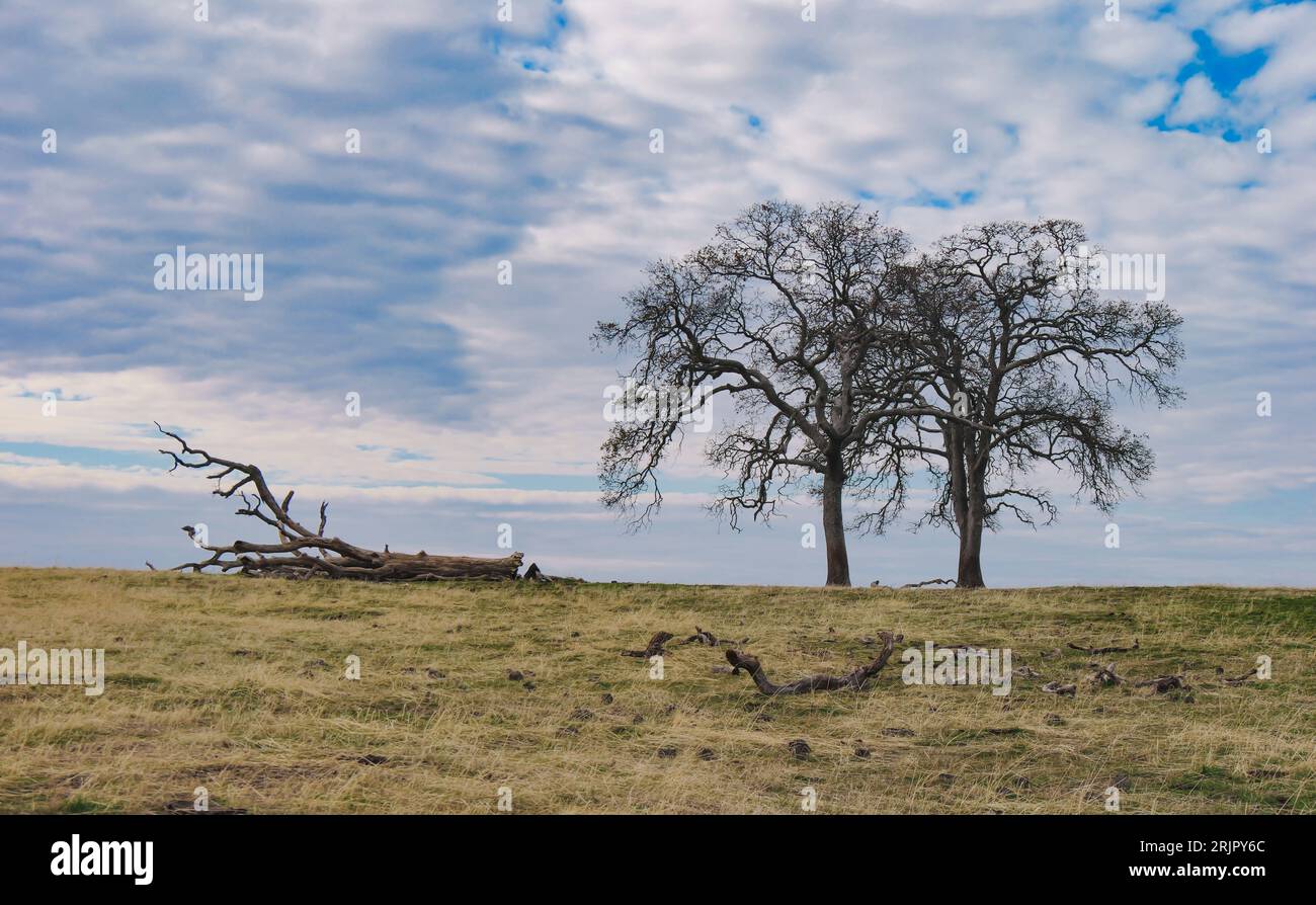 Two large oak trees hi-res stock photography and images - Alamy