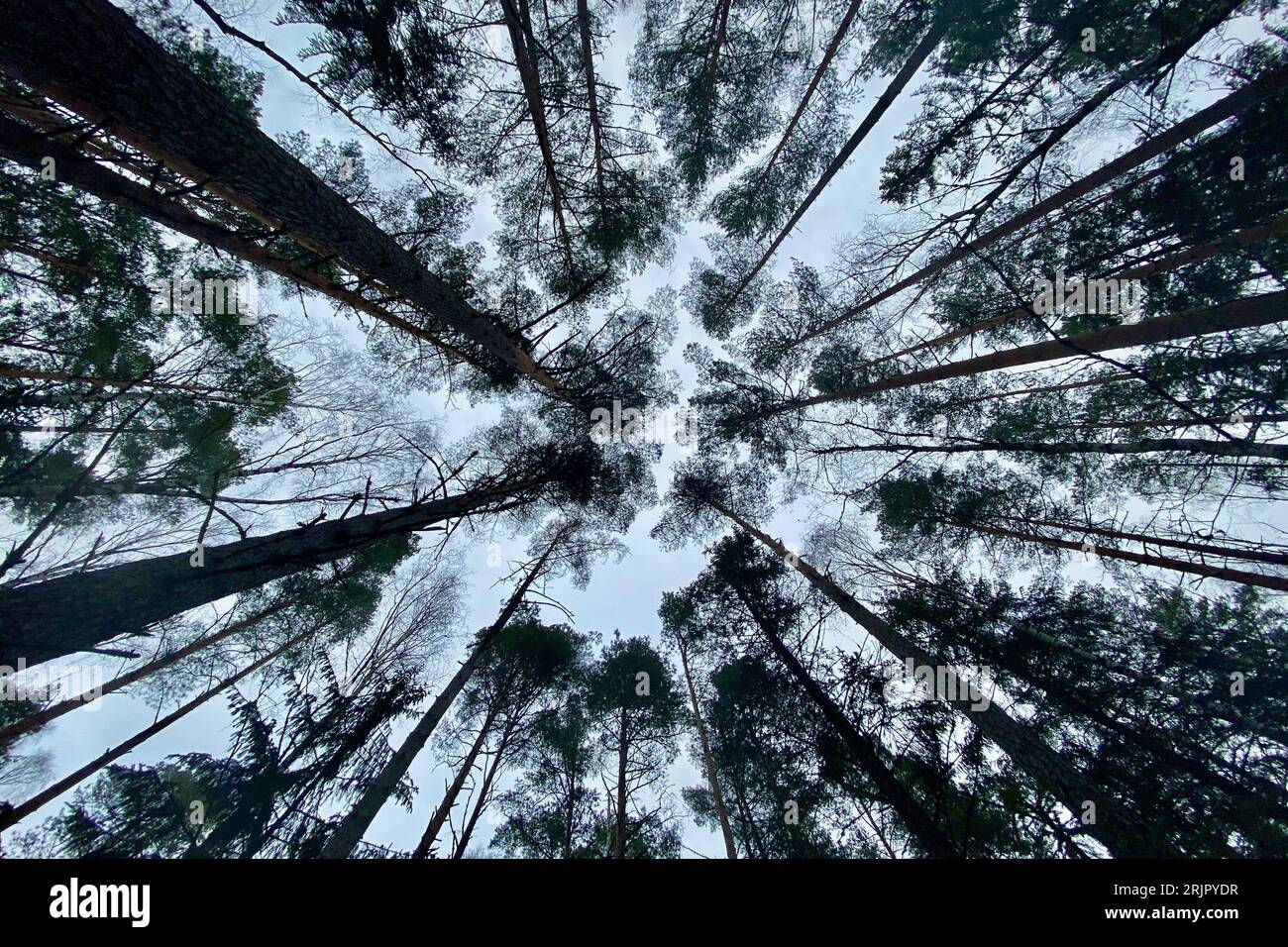 Tall trees with a lush crown hi-res stock photography and images - Alamy