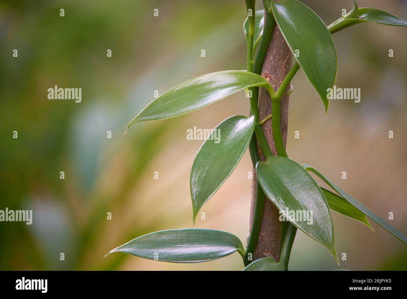 Vanilla plant hi-res stock photography and images - Alamy