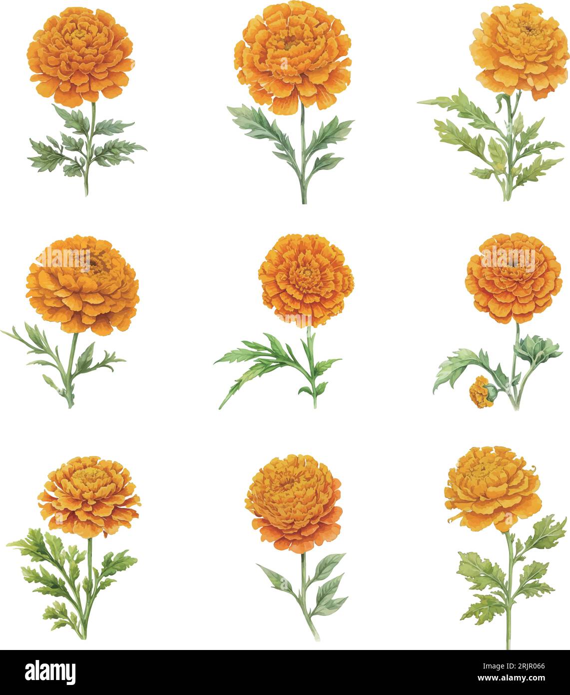 Marigold flowers set isolated on the white background, Hand drawn ...
