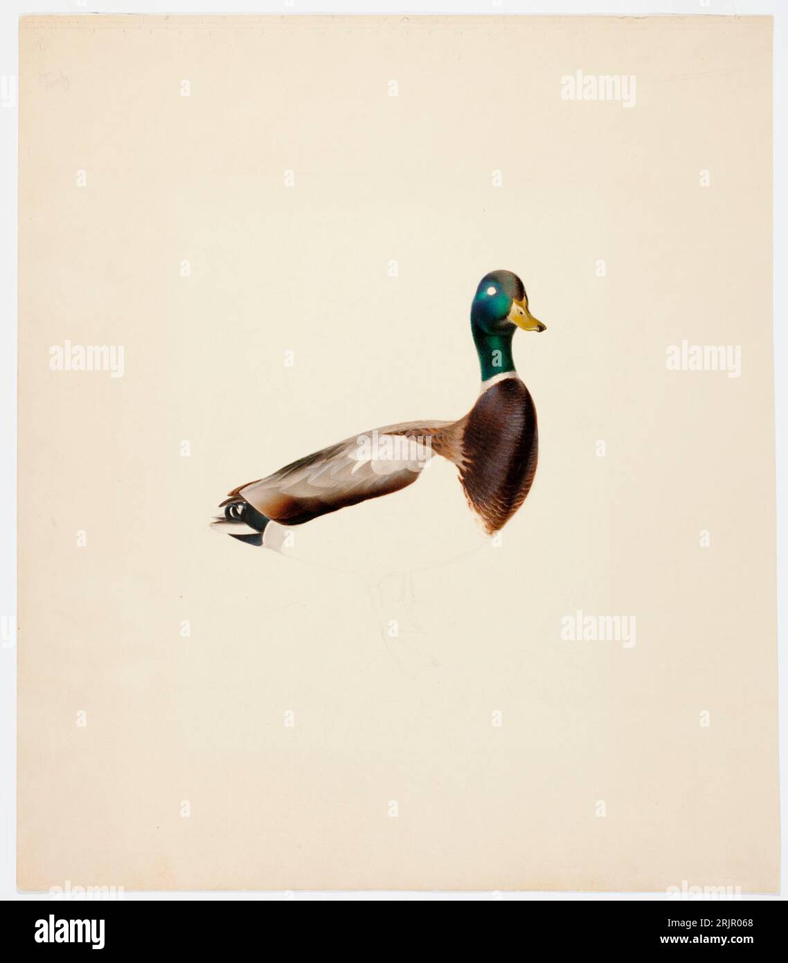 Mallard historical hi-res stock photography and images - Alamy