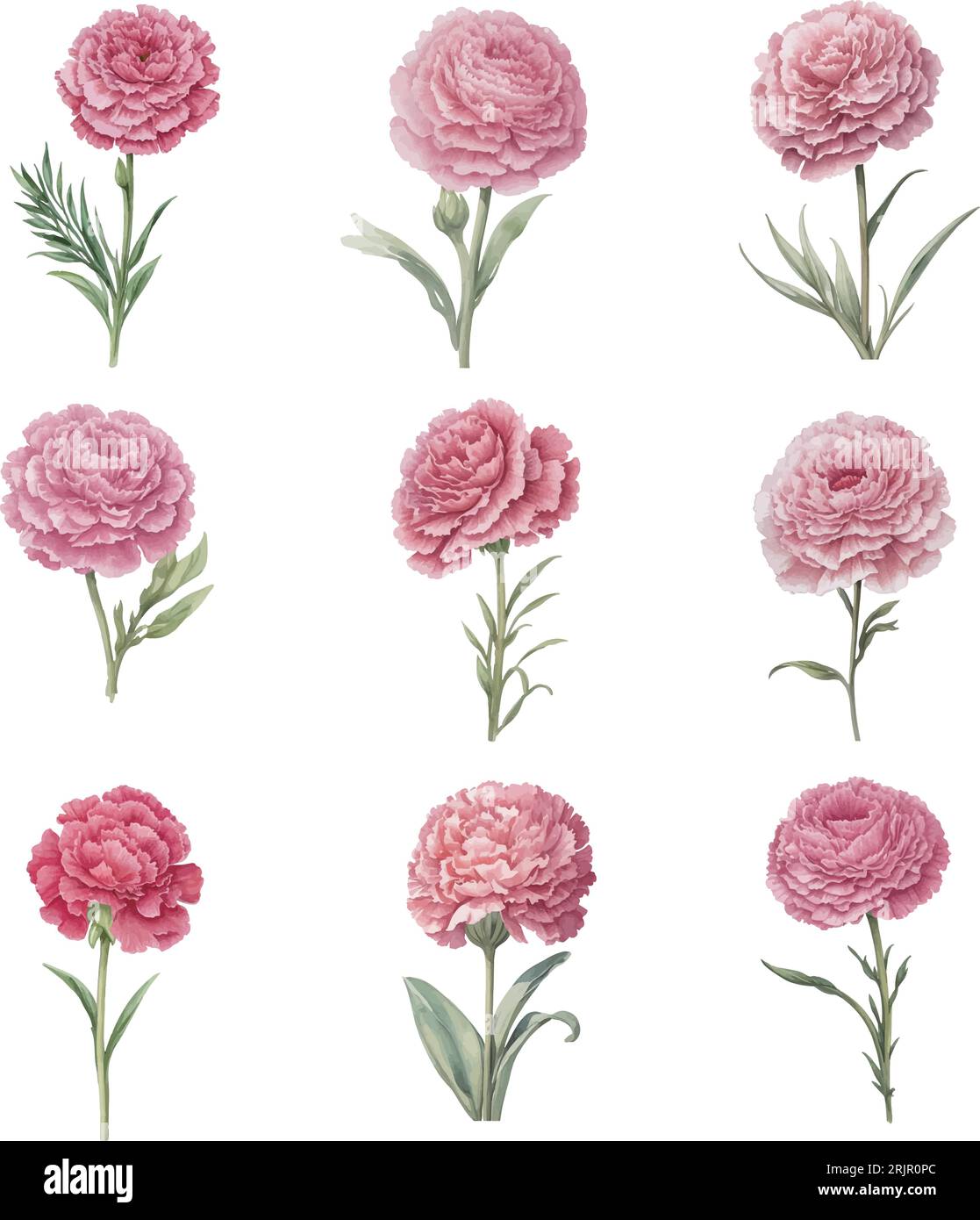 Carnation flower set. Watercolor hand drawn illustration isolated on ...