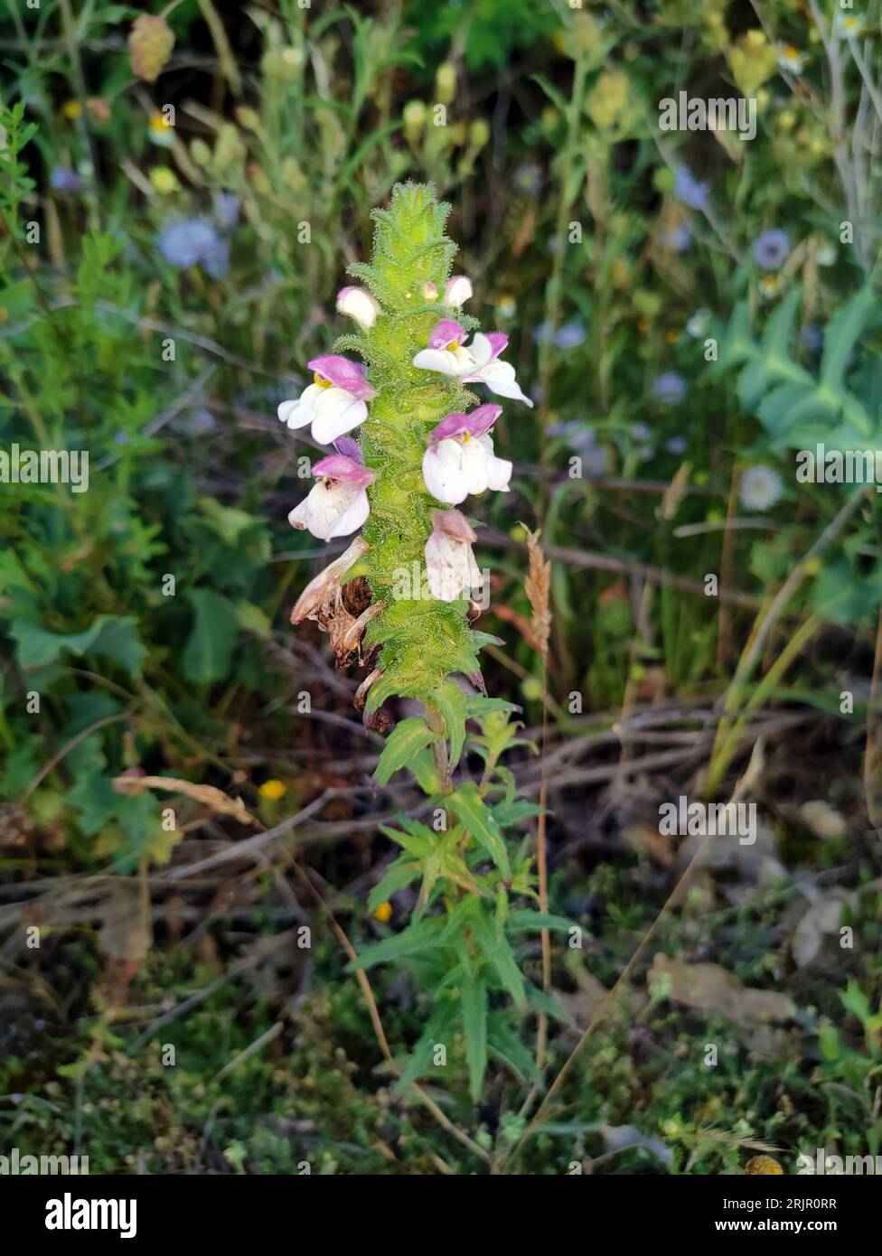 A Mediterranean lineseed amongst a field of blooming flora, with its ...