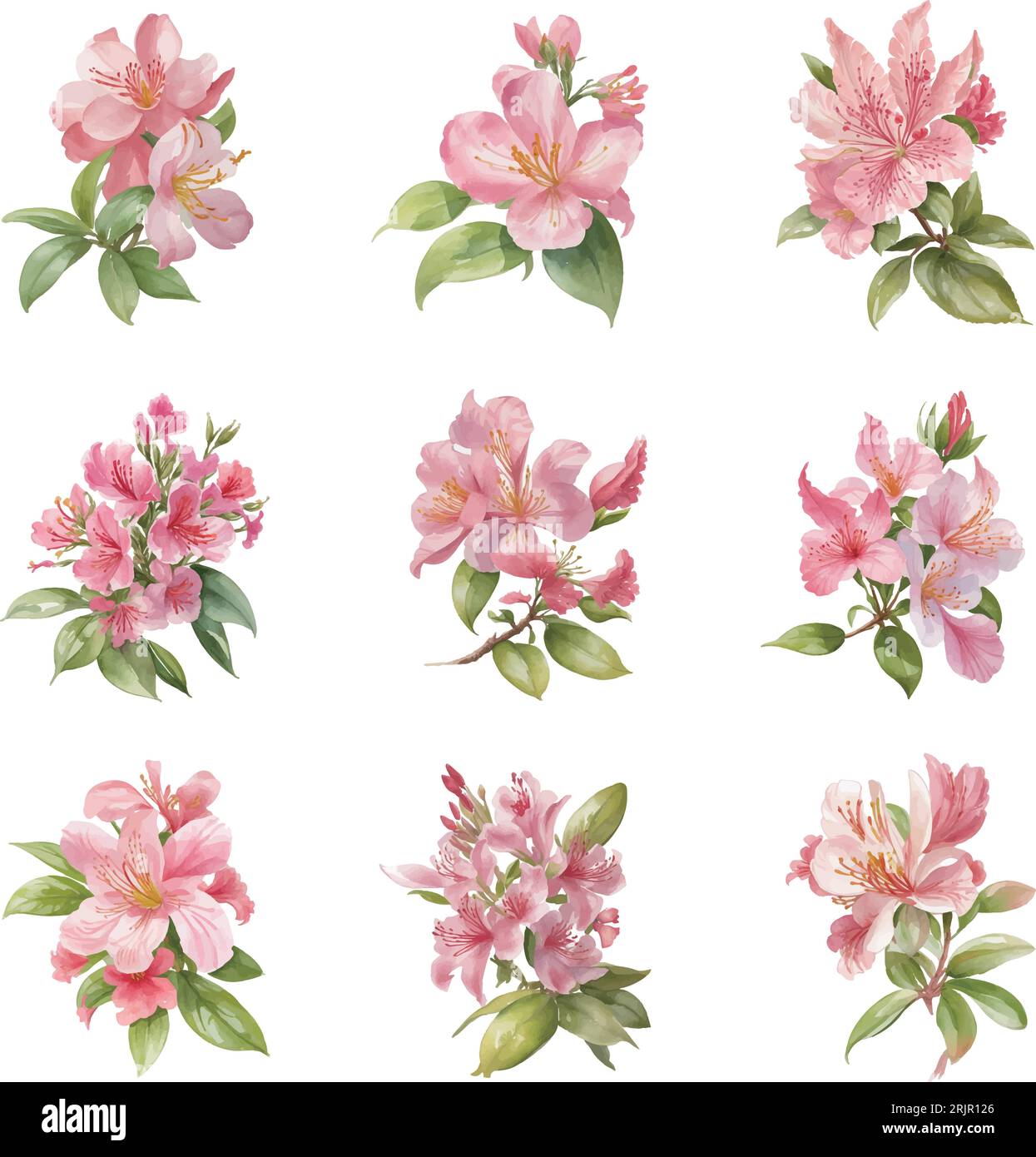 Azalea botanical illustration Stock Vector Images - Alamy