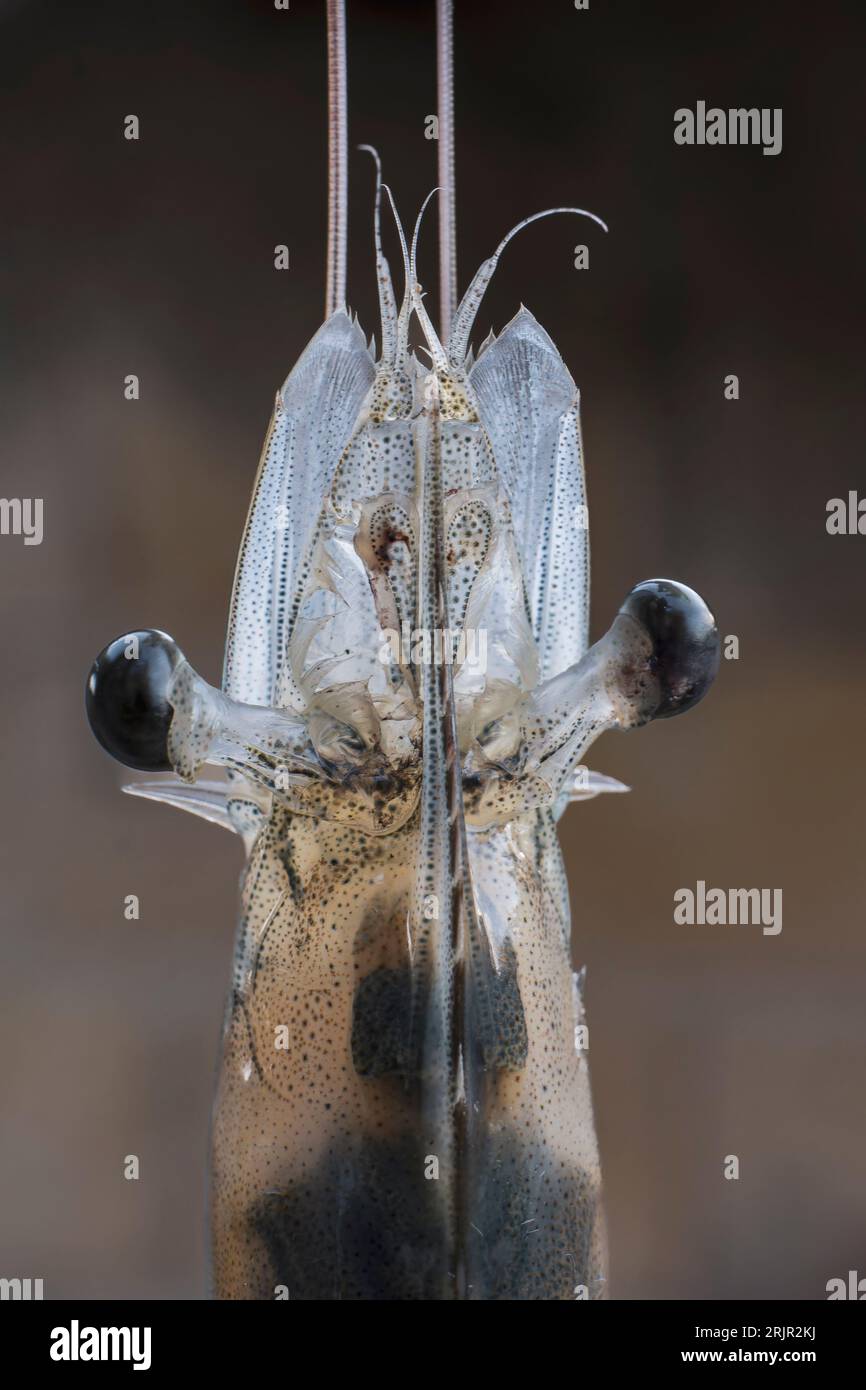 Calm shrimp hi-res stock photography and images - Alamy