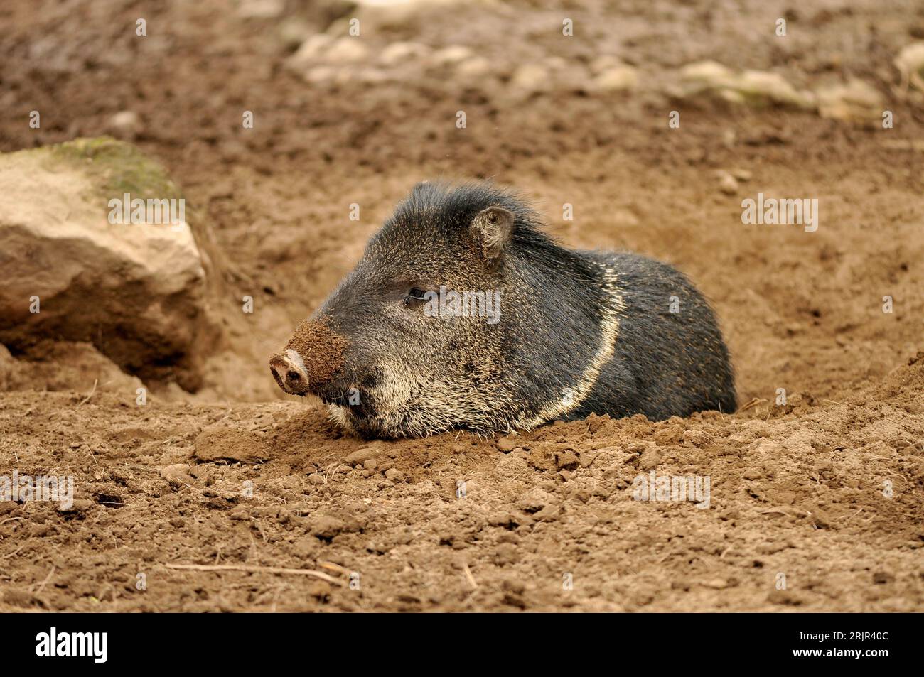 jungle animals in a zoo in Ecuador Stock Photo - Alamy