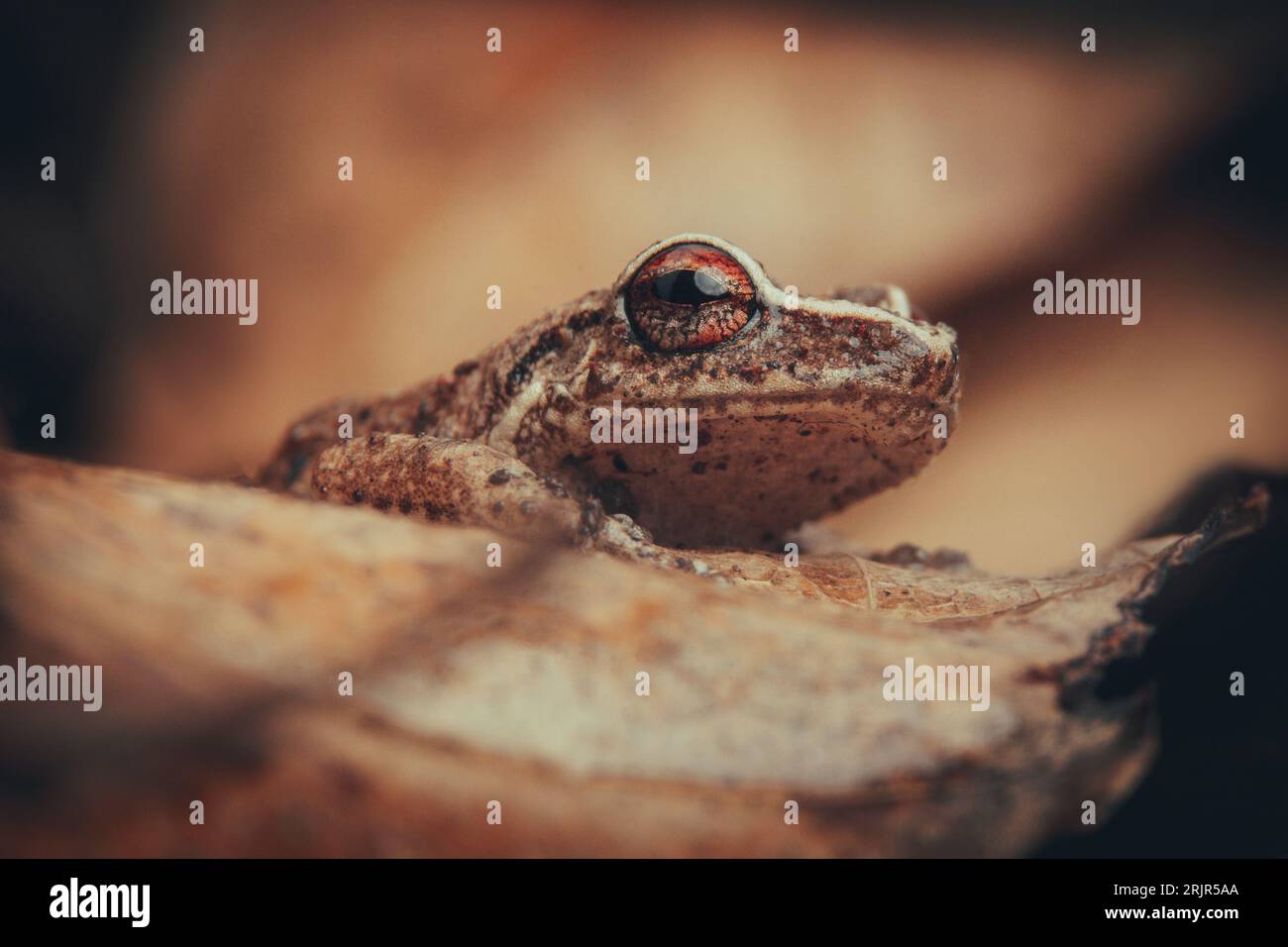 A close-up of a Common coqui frog blending in with the rock its ...