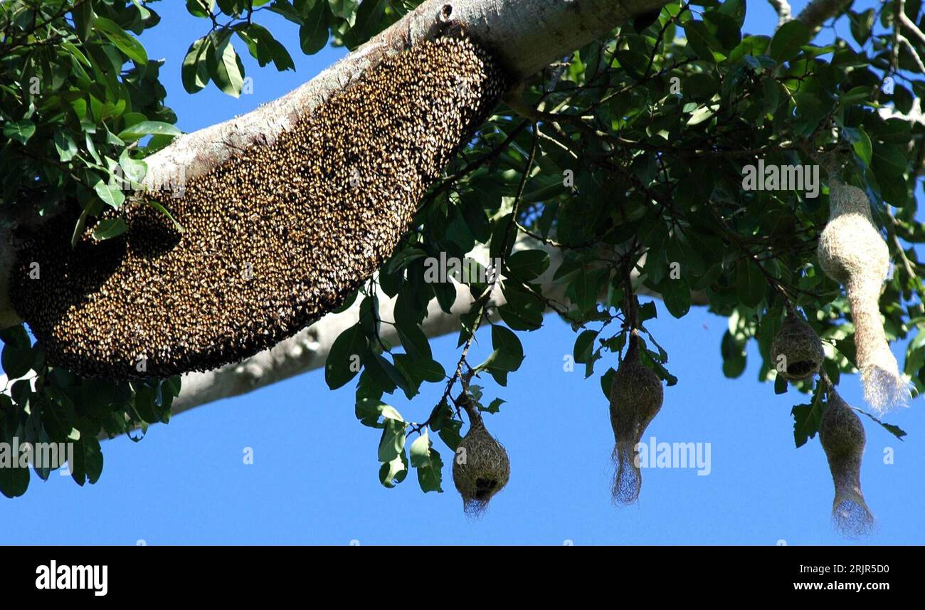 Bienen nest hi-res stock photography and images - Alamy