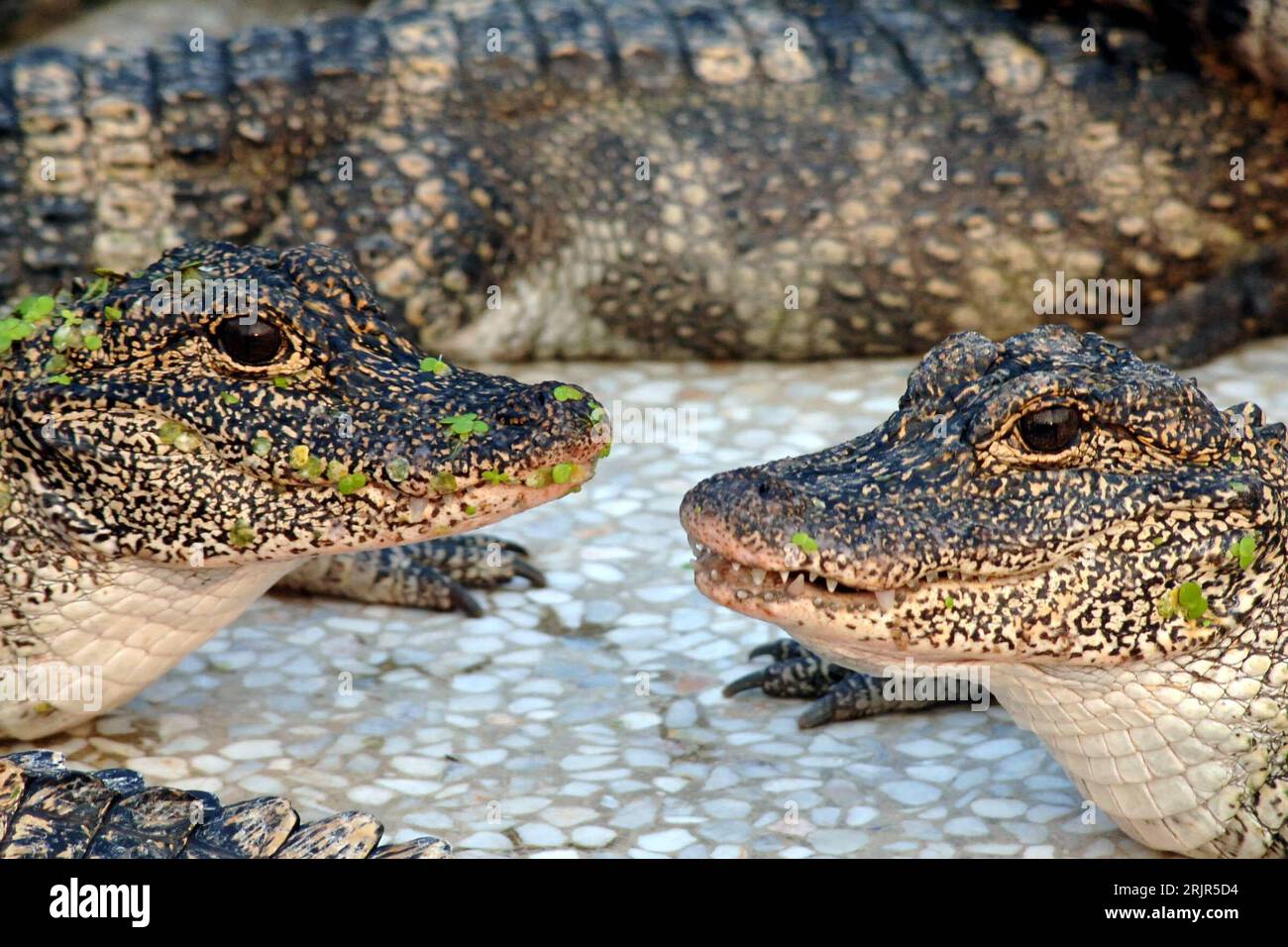 Krokodil seitenansicht hi-res stock photography and images - Alamy