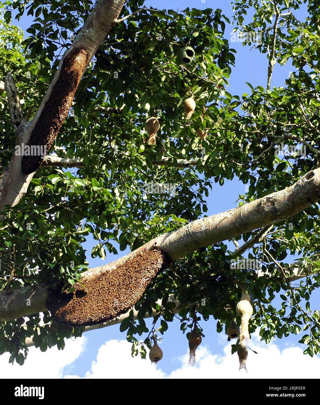 Bienen nest hi-res stock photography and images - Alamy