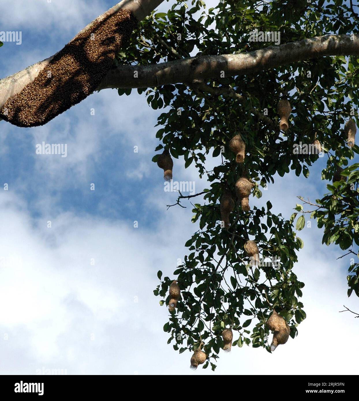 Bienen nest hi-res stock photography and images - Alamy