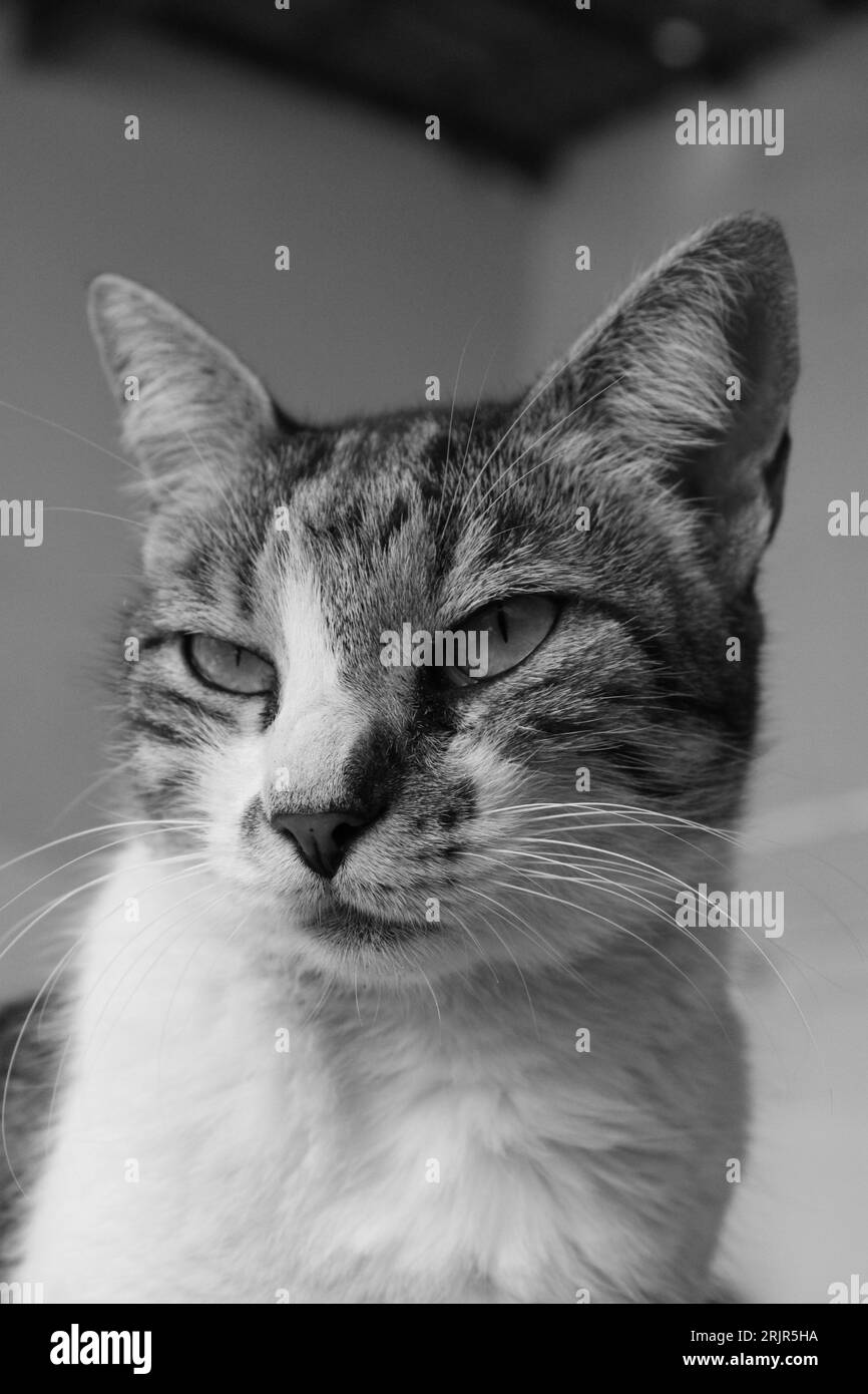 Cute cat stretching Black and White Stock Photos & Images - Alamy