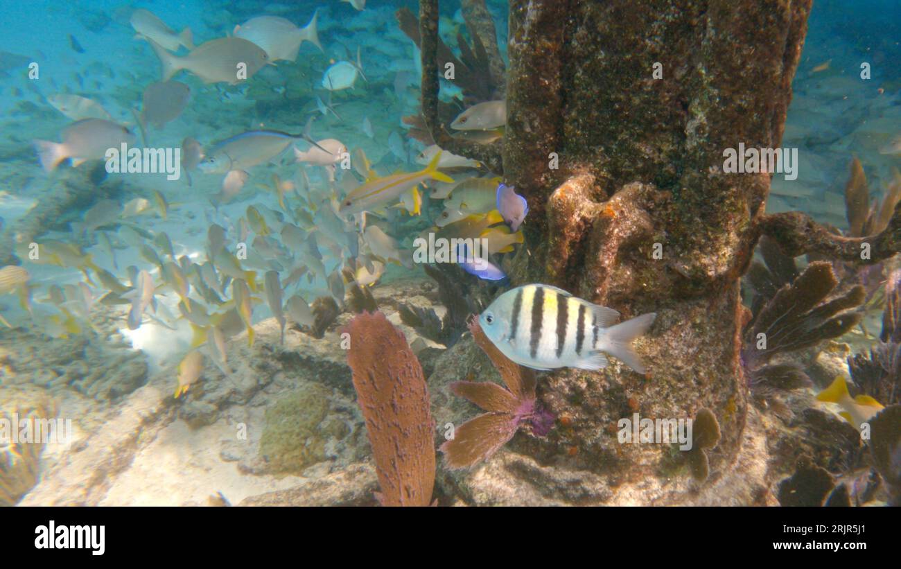 A group of fish swimming in the clear blue waters of the ocean Stock ...