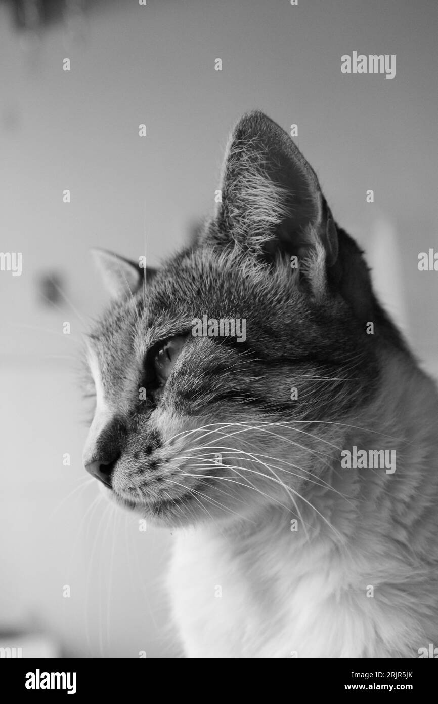 A grayscale of a cute domestic cat Stock Photo - Alamy