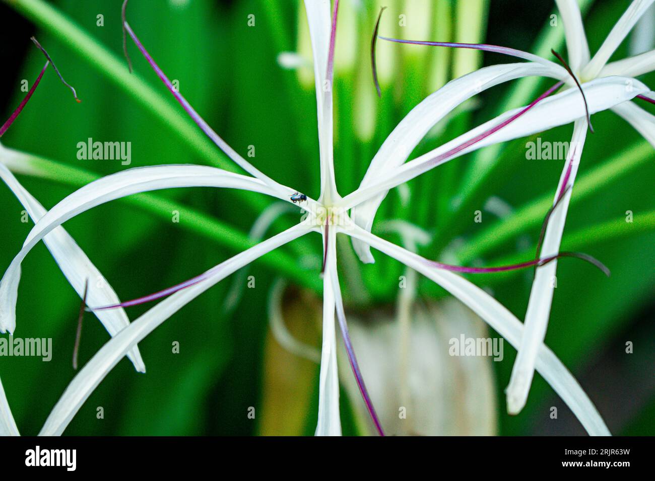 A close-up shot of Crinum asiaticum, known as poison bulb Stock Photo ...