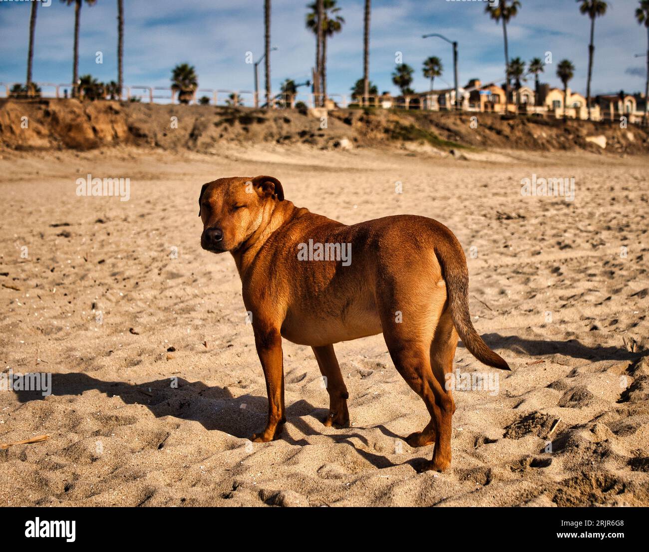 Photo of a brown dog standing on a sandy beach Stock Photo - Alamy