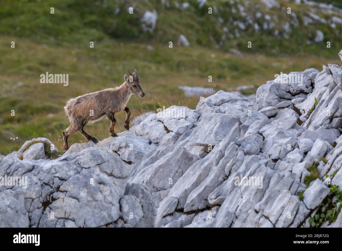 A female Iberian ibex climbing the rocks Stock Photo - Alamy