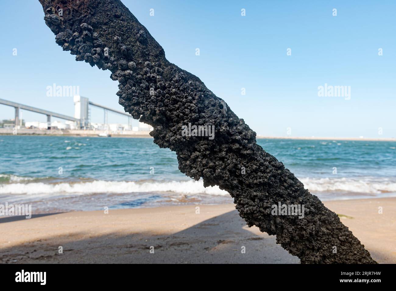 A balanus balanoides attached to wood on a river bank Stock Photo - Alamy