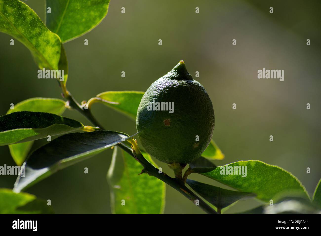 Un ramo hi-res stock photography and images - Alamy