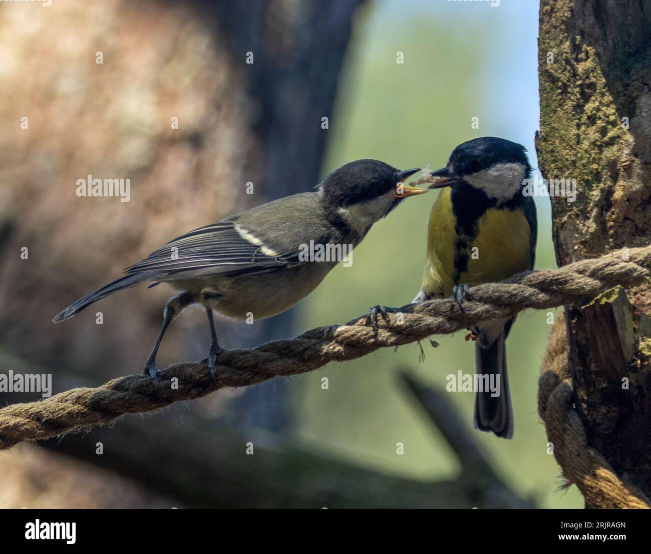 Two Great Tit birds perched on a thin rope Stock Photo - Alamy