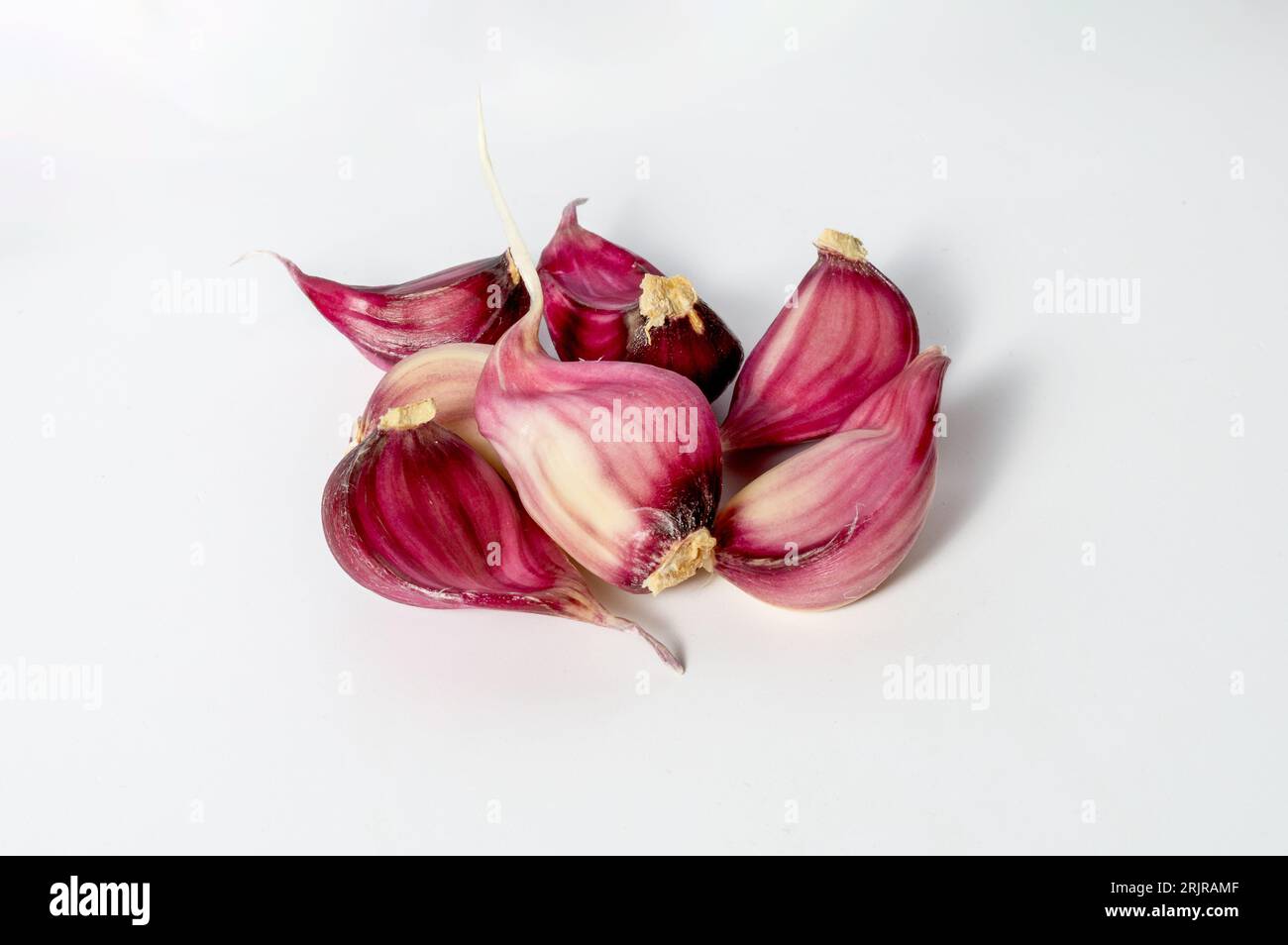Purple cloves of garlic on a white background Stock Photo - Alamy