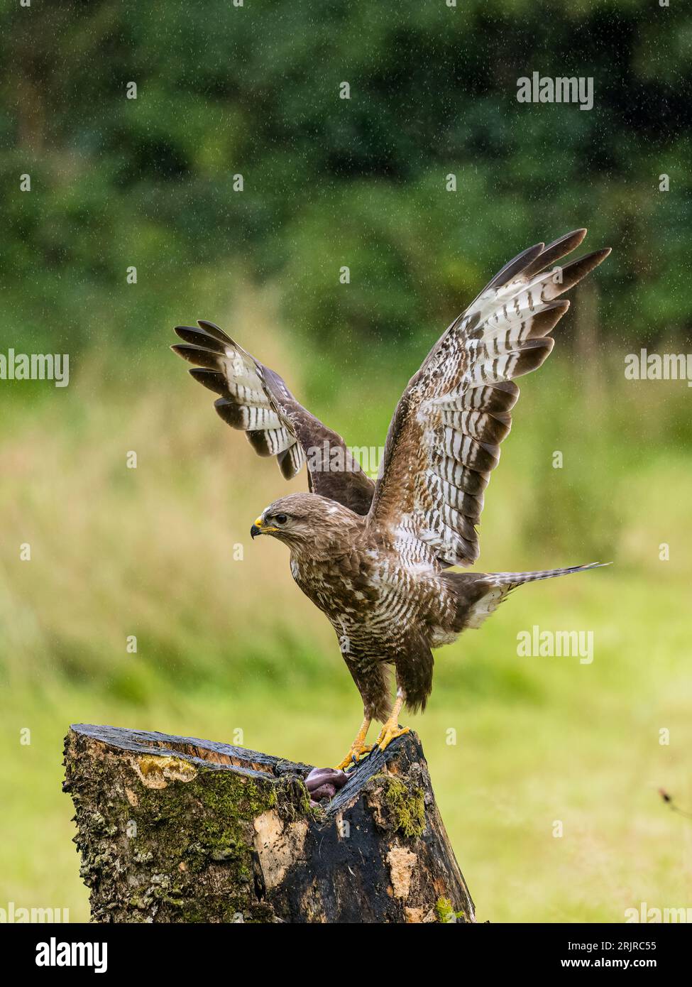 Common buzzard in summer in mid Wales Stock Photo - Alamy