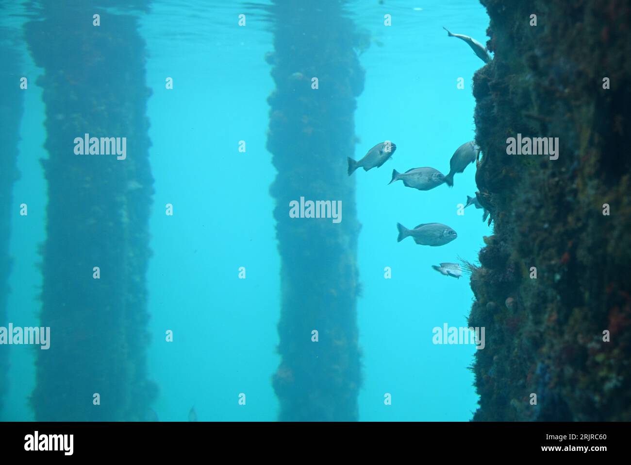 Busselton underwater hi-res stock photography and images - Alamy
