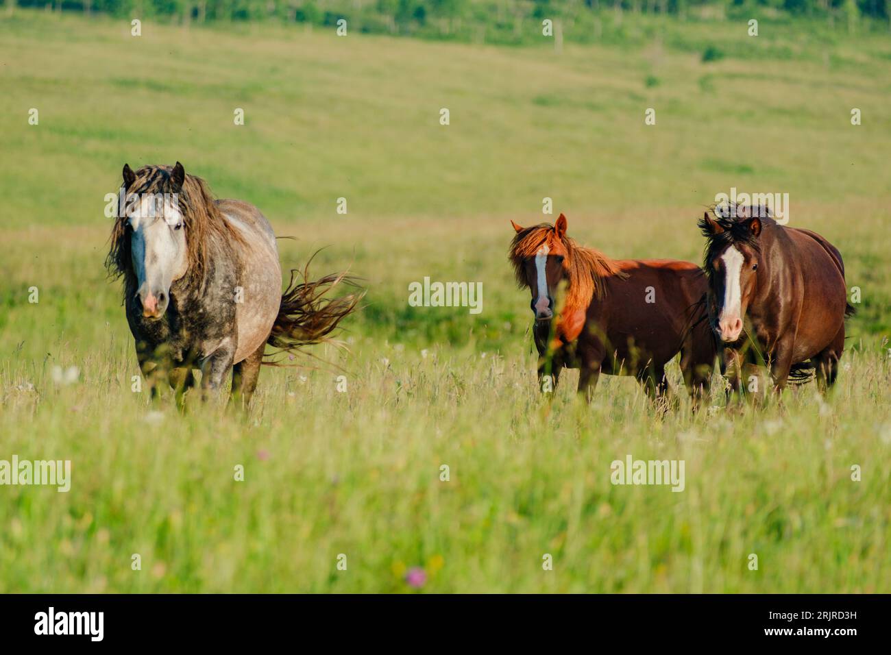 Livno wild horses hi-res stock photography and images - Alamy