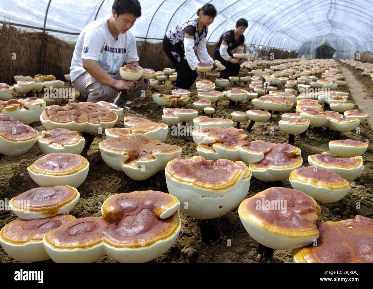 Lingzhi pilze hi-res stock photography and images - Alamy