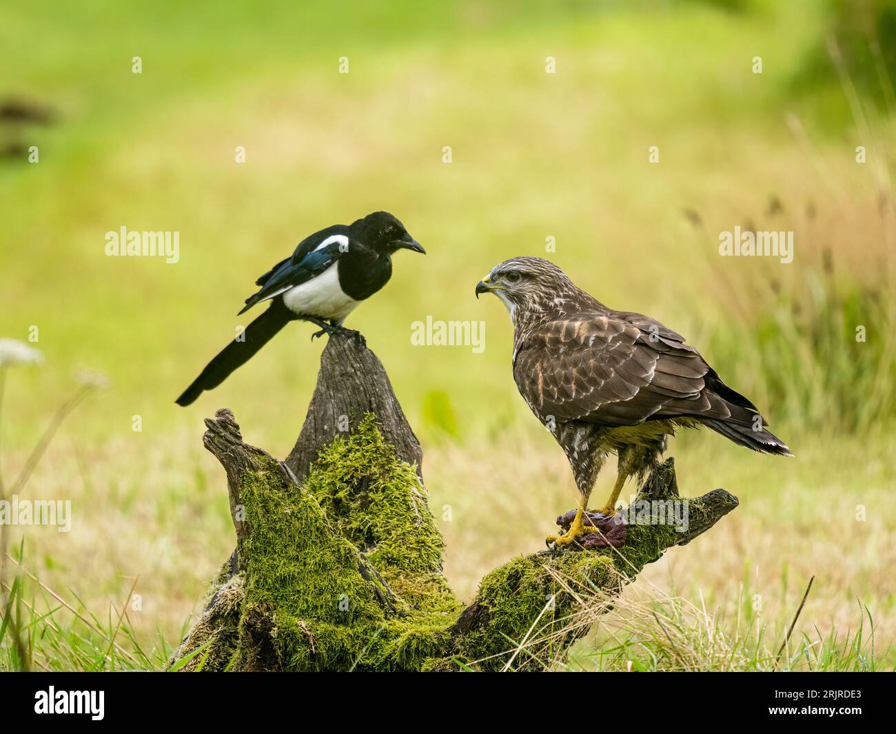 A magpie and common buzzard in summer in mid Wales Stock Photo - Alamy