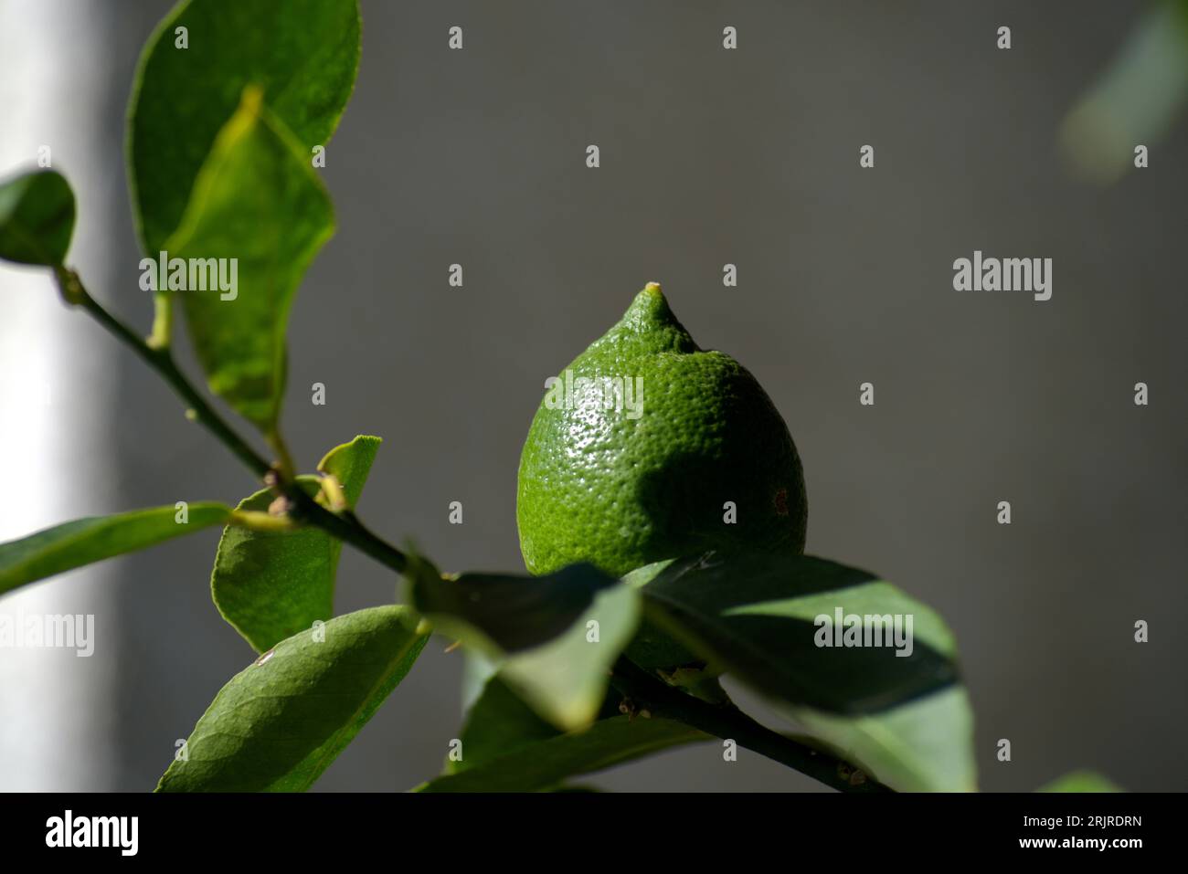 limone acerbo su di un ramo Stock Photo - Alamy