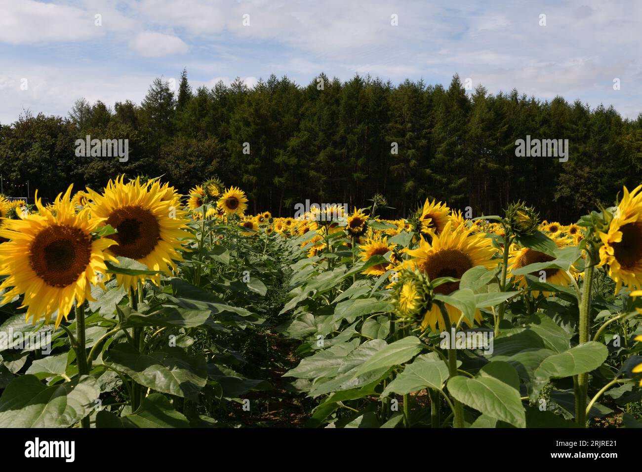 Sunflowers Helianthus uk Stock Photo - Alamy
