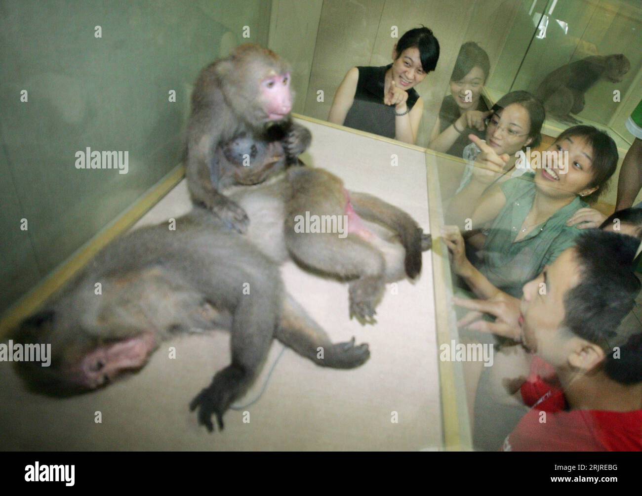 Tiere primaten affen makaken hi-res stock photography and images - Alamy