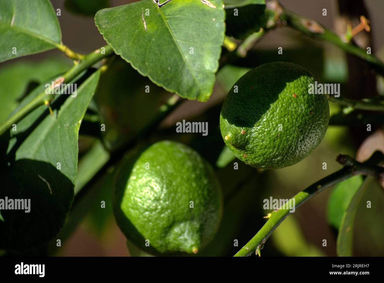 Un ramo hi-res stock photography and images - Alamy