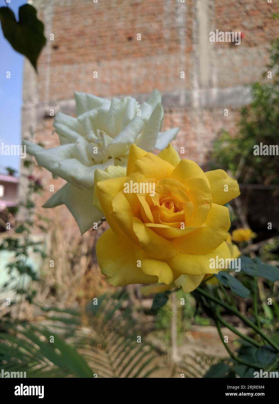 A vibrant yellow rose is pictured against a brick wall with a white ...