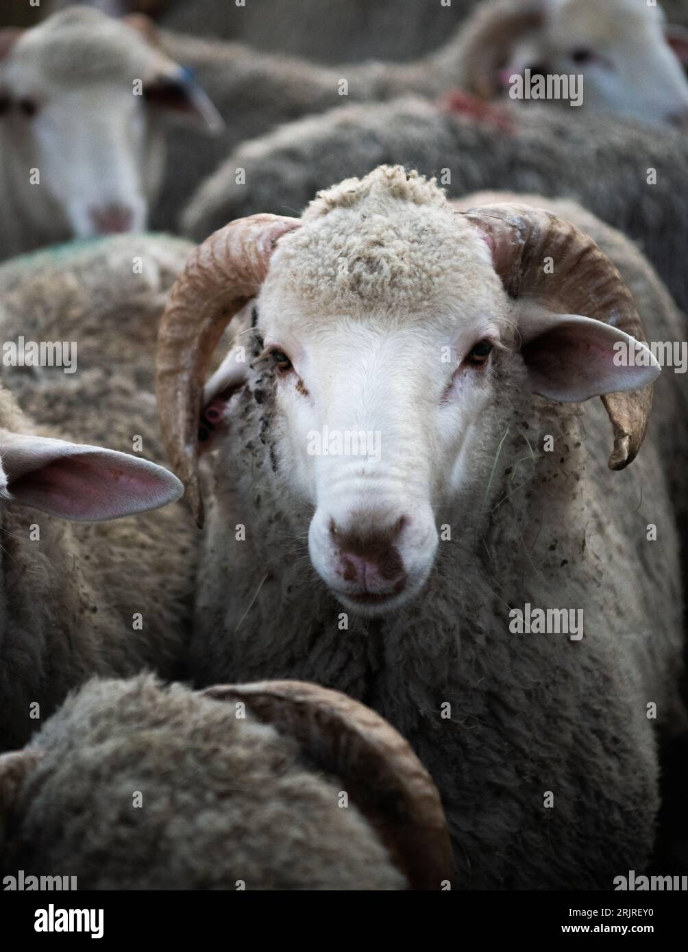 A large flock of Merino sheep grazing in a sun-drenched, dry ...