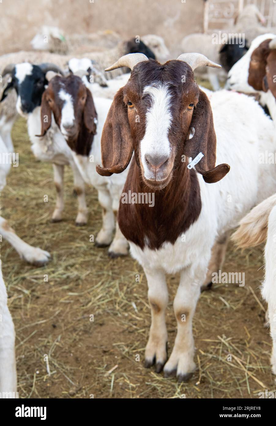 A herd of Boer goats standing on a sun-drenched, dirt-covered field ...