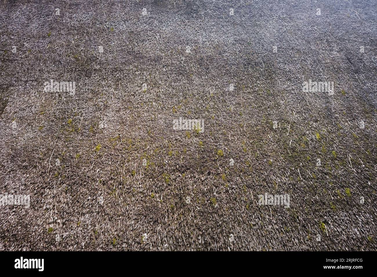 Detail of the dry straw texture with which the roofs of traditional ...