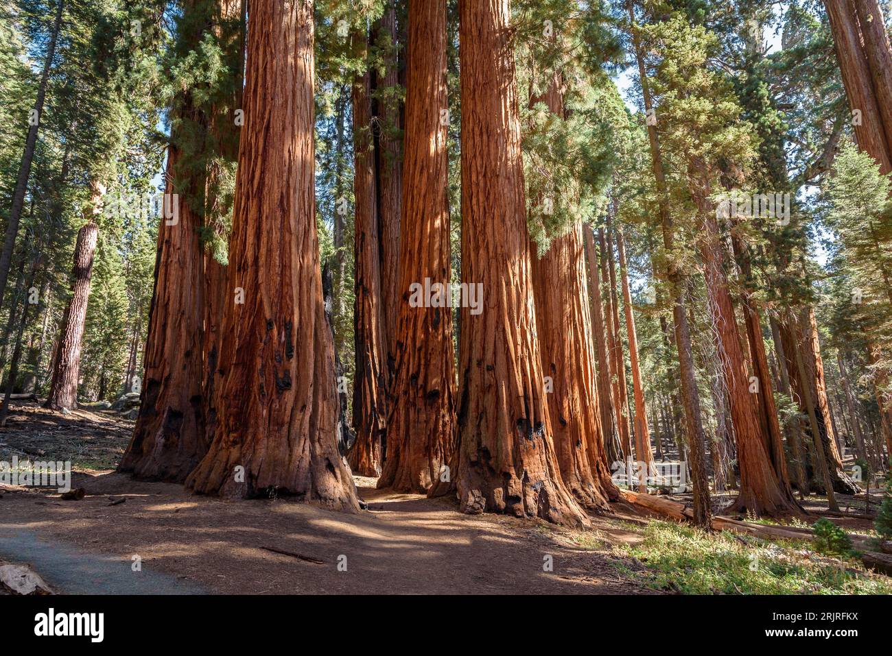 Giant forest, sequoia national park hi-res stock photography and images ...