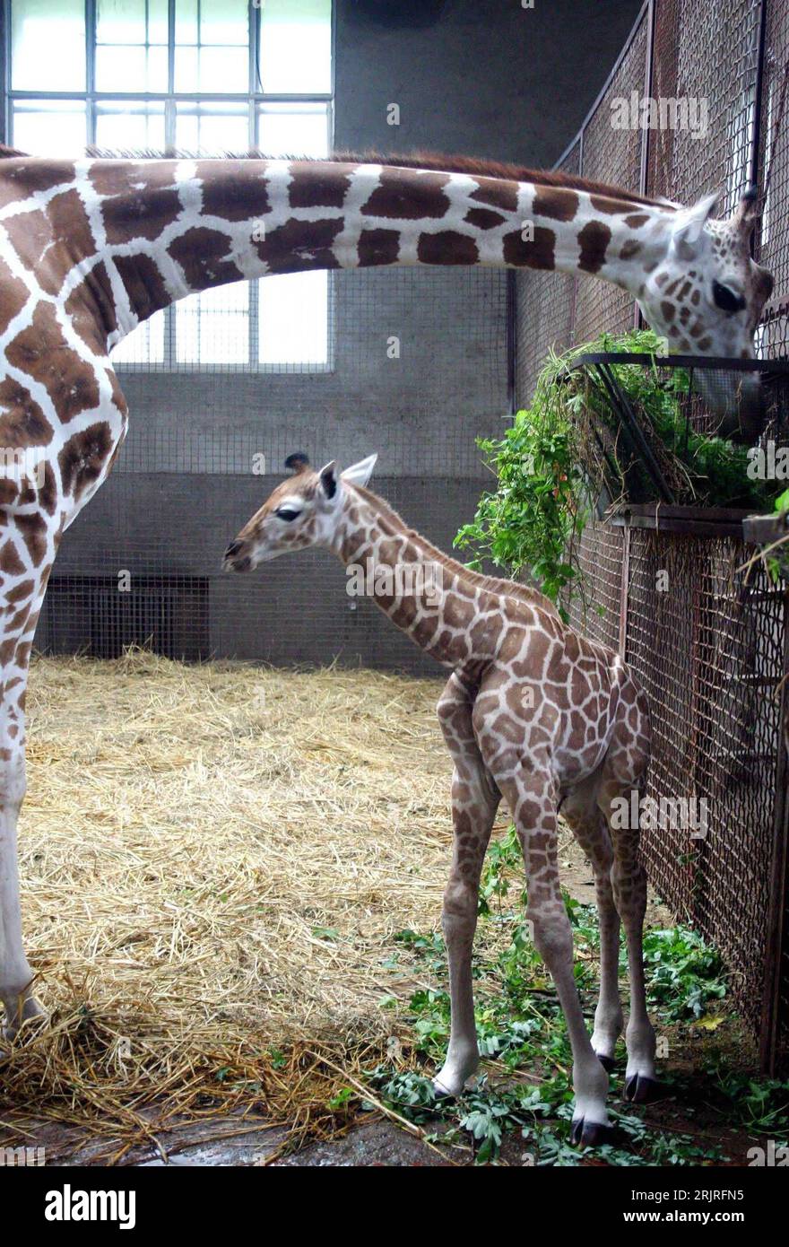 Bildnummer: 51414669 Datum: 14.08.2006 Copyright: imago/Xinhua Giraffe ...