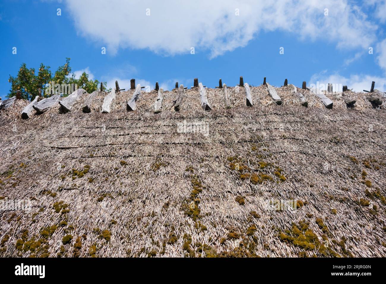 Detail of the dry straw texture with which the roofs of traditional ...