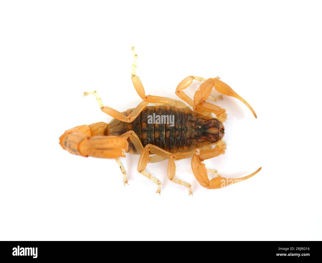 Scorpion standing hi-res stock photography and images - Alamy