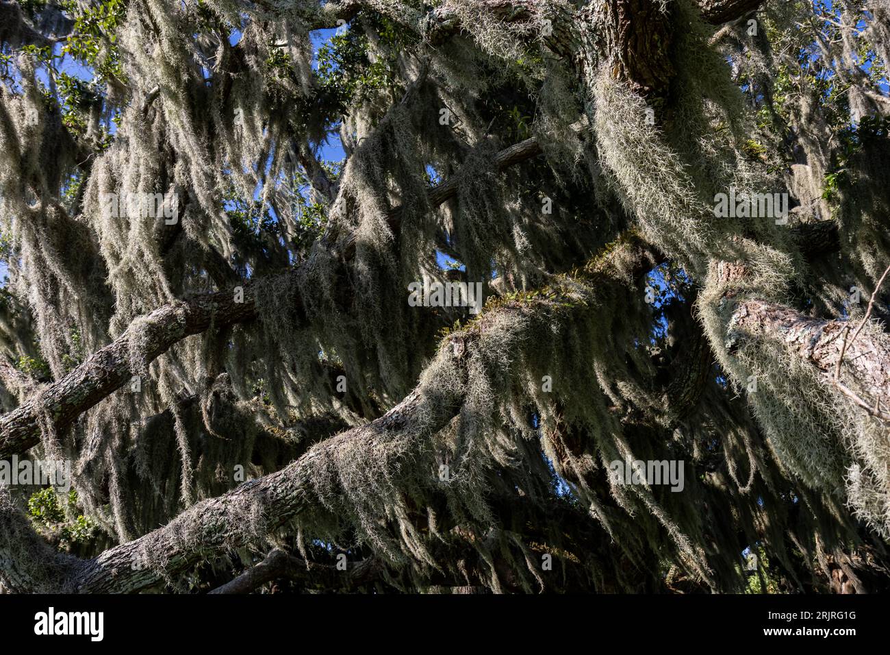 A closeup view of mature oak trees on historic Jekyll Island, Georgia ...