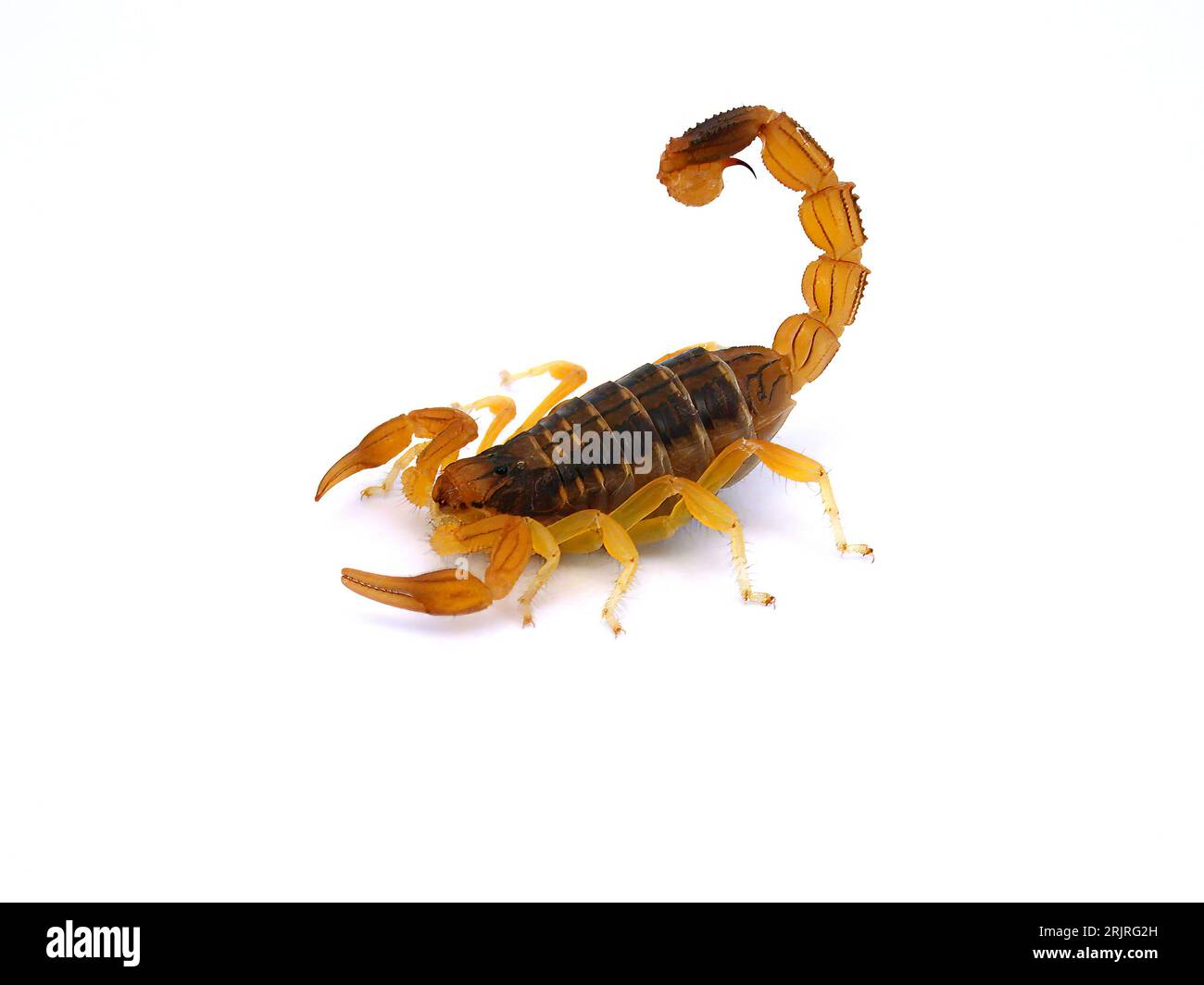 Scorpion standing hi-res stock photography and images - Alamy