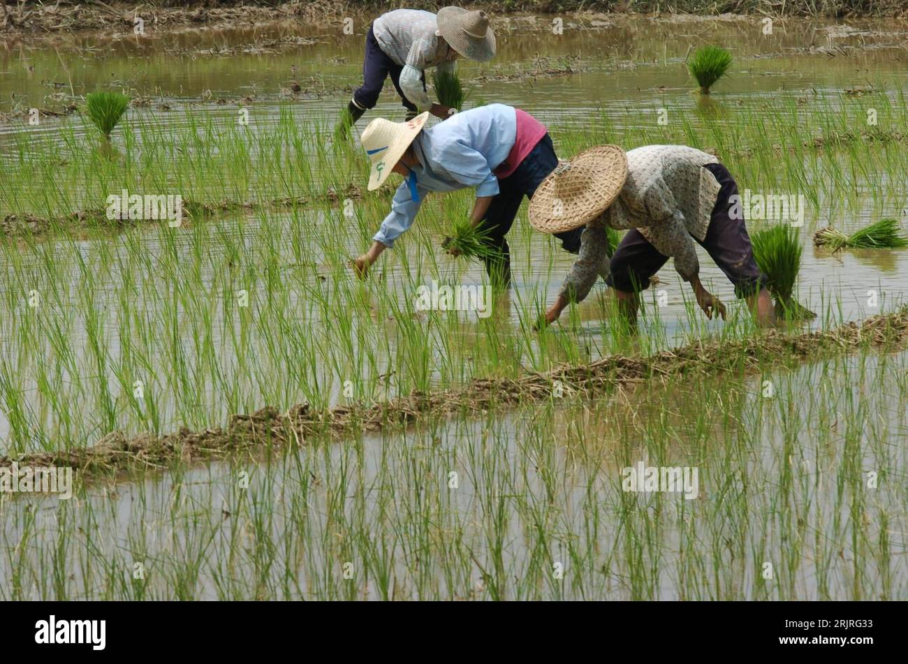 Reisfeld beim pflanzen hi-res stock photography and images - Alamy